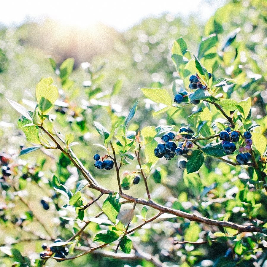 Myrtilles sauvages bio lyophilisées, poudre d'aliment cru | Sunday Natural