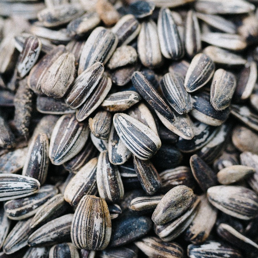 Graines de tournesol germées, qualité crudité, sans gluten, riche en ...