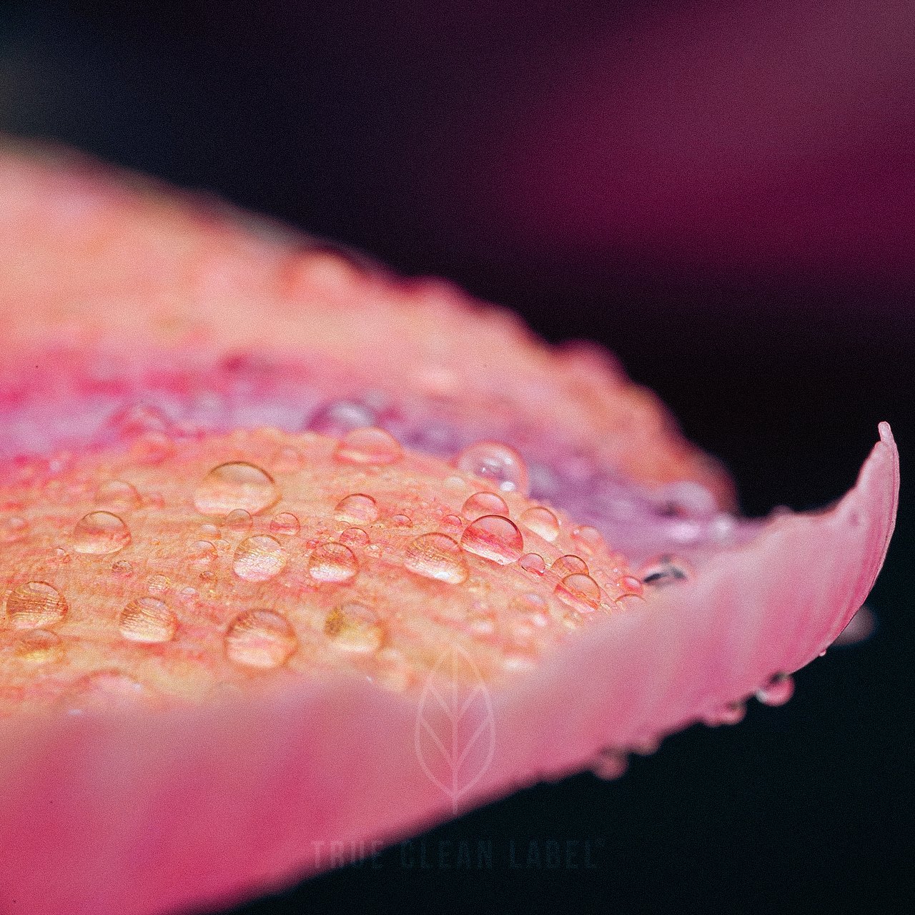 Flora Essentials Plus. 23 souches de bactéries + Vit.B. | Sunday Natural