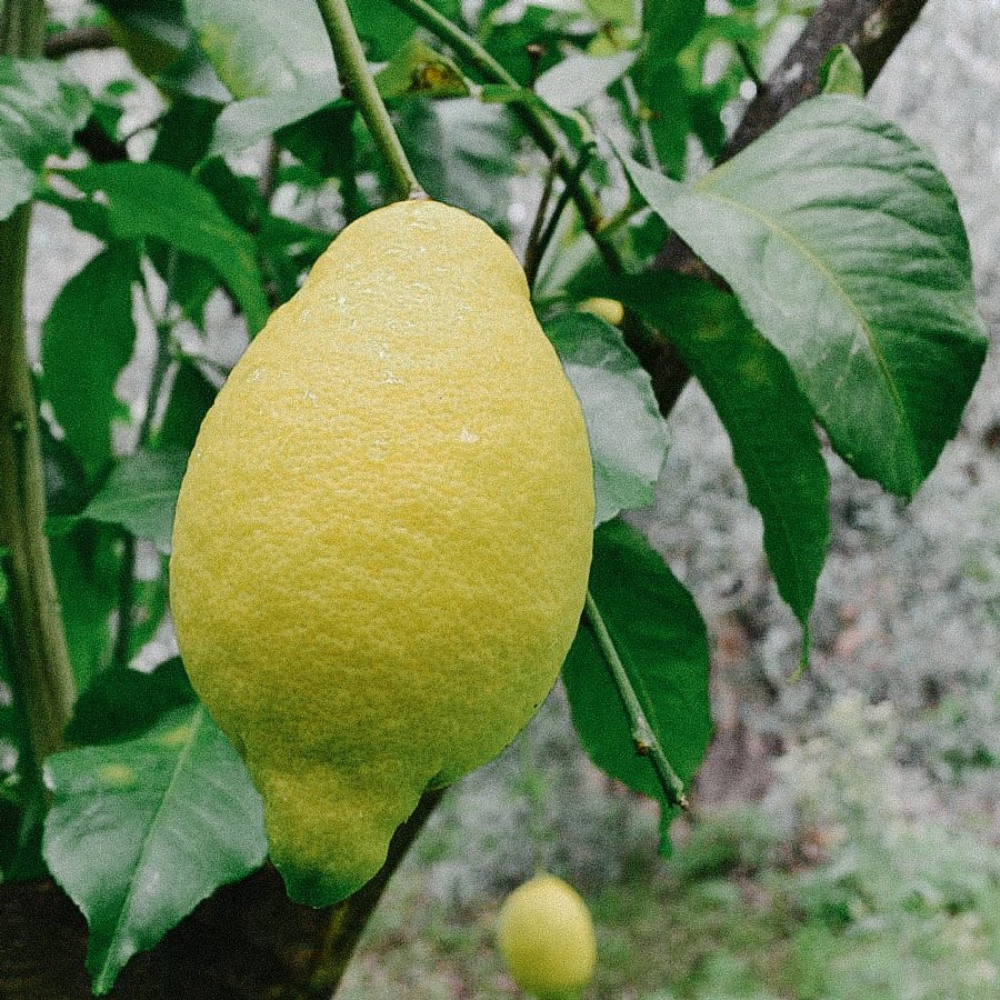 Huile essentielle de citron bio, 100 % naturelle, Sicile, Italie, 10 ml ...